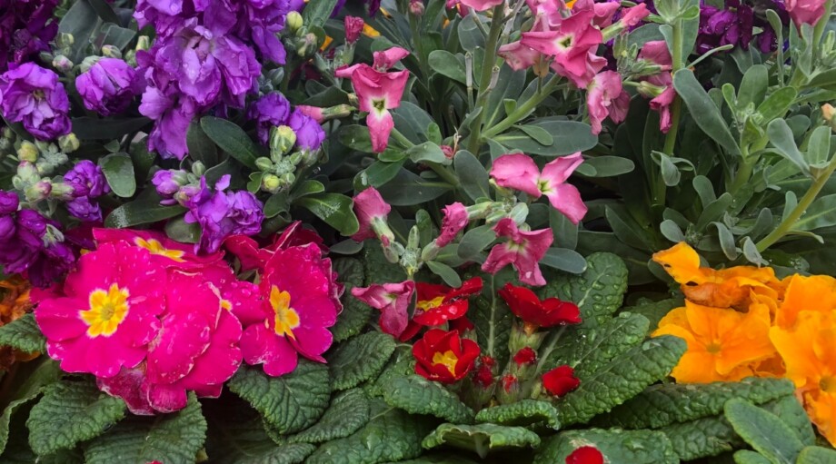 19 Annual Flower Bed Combinations that Look Great Together