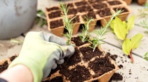 A Guide to Propagating Plants Using Stem Cuttings