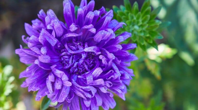 How to Plant, Grow, and Care for China Asters