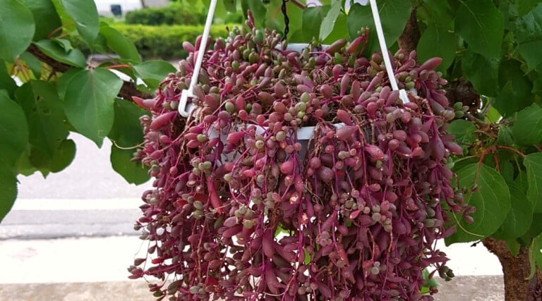 How to Plant, Grow, and Care For String of Rubies