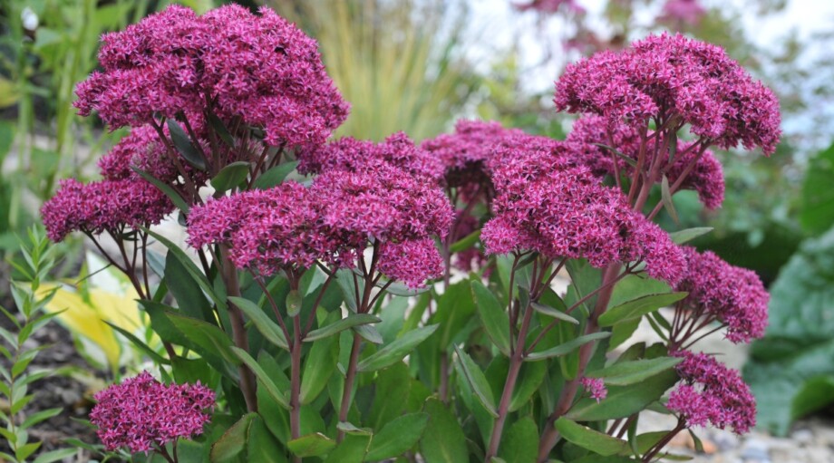 13 Best Stonecrop Varieties for Your Rock Garden