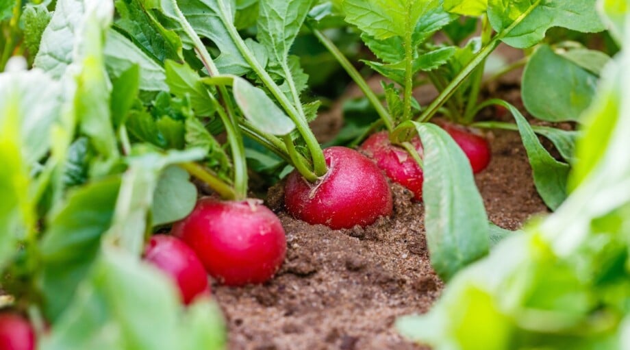 21 Best Vegetables For Gardeners With a Short Growing Season