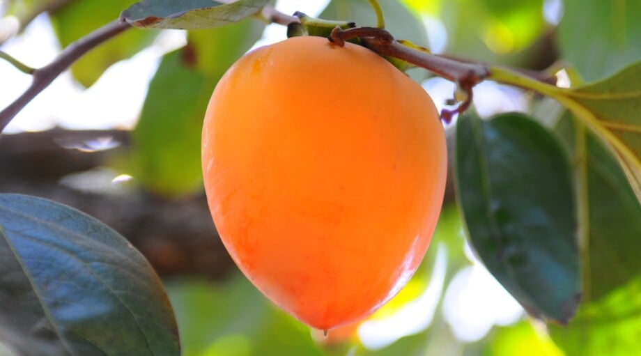 19 Best Persimmon Varieties for Your Garden
