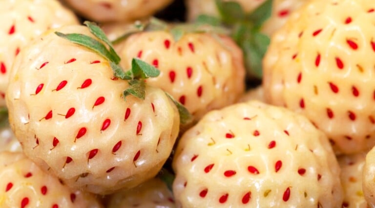 How to Plant, Grow, and Care for Pineberries