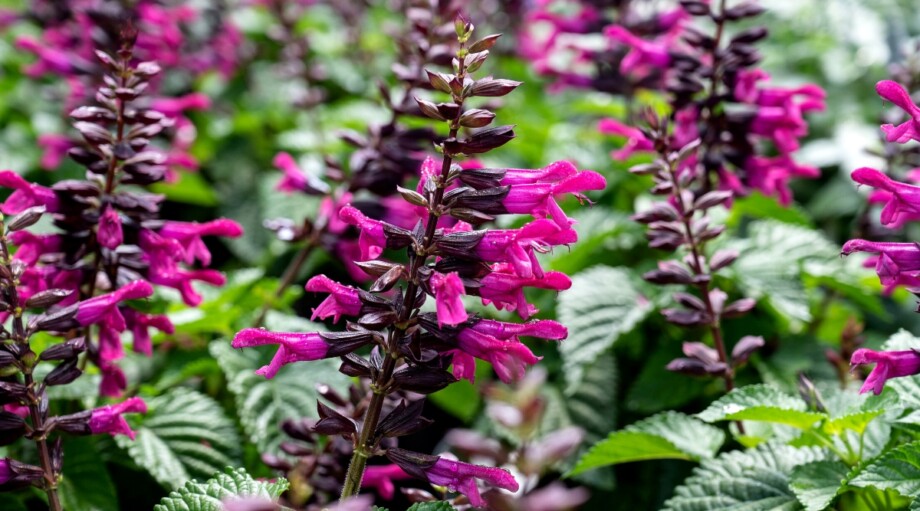 21 Neon Colored Plants for a Bright Outdoor Garden
