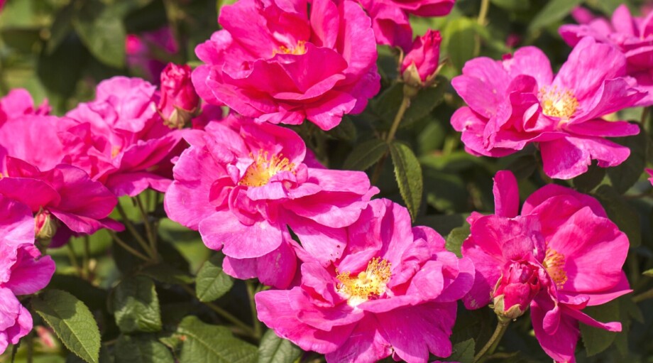 How to Plant, Grow, and Care for Old Garden Roses