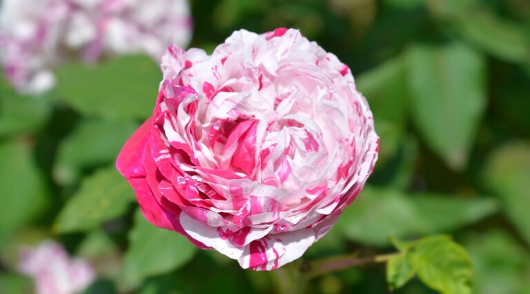 How to Plant, Grow, and Care for Old Garden Roses