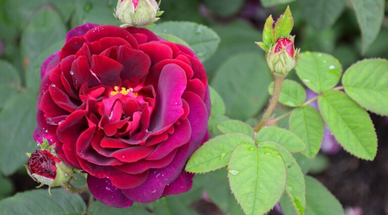 How to Plant, Grow, and Care for Old Garden Roses