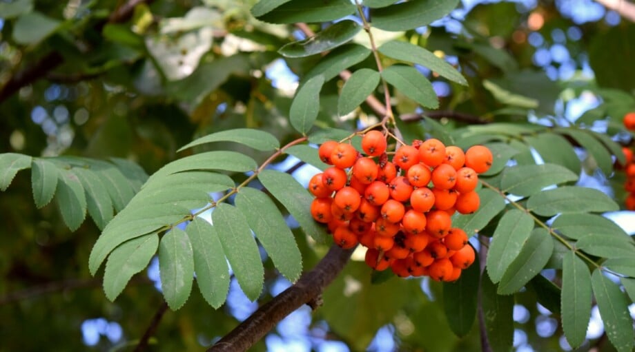 How to Plant, Grow, and Care for American Mountain Ash Trees
