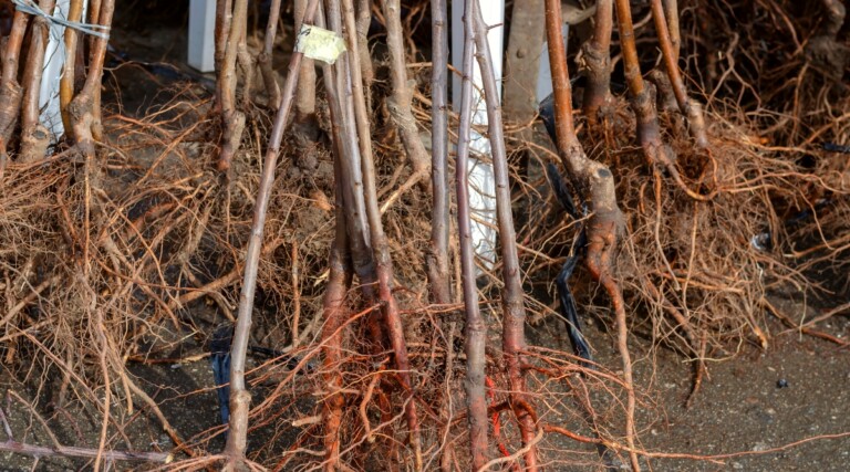 How to Plant Bare-Root Fruit Trees