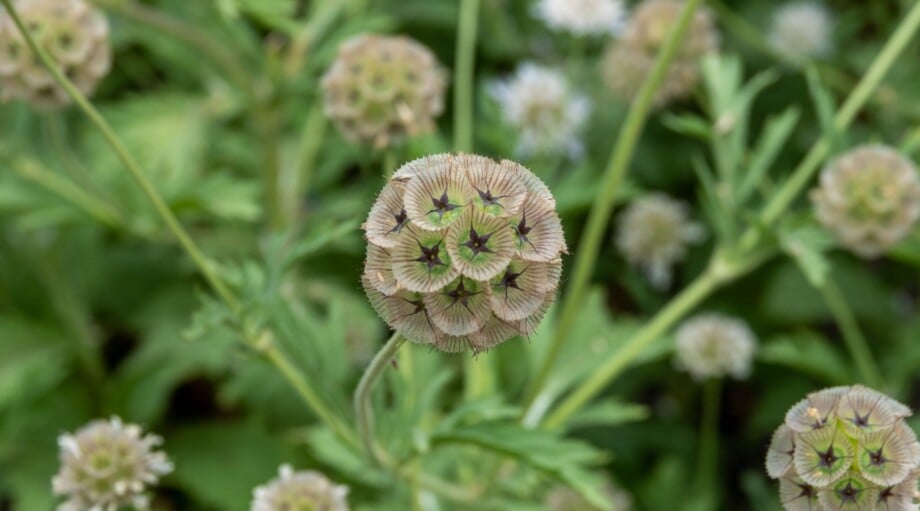 19 Plants with Ornamental Seed Pods