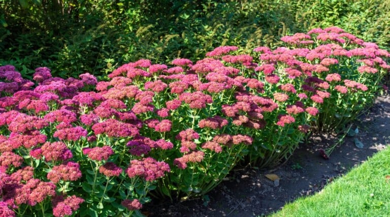 13 Best Stonecrop Varieties for Your Rock Garden