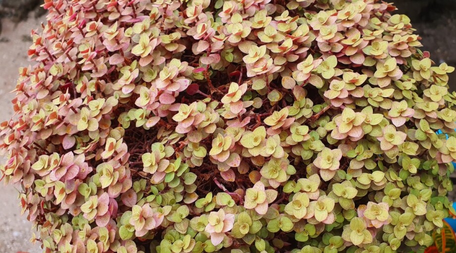 13 Best Stonecrop Varieties for Your Rock Garden