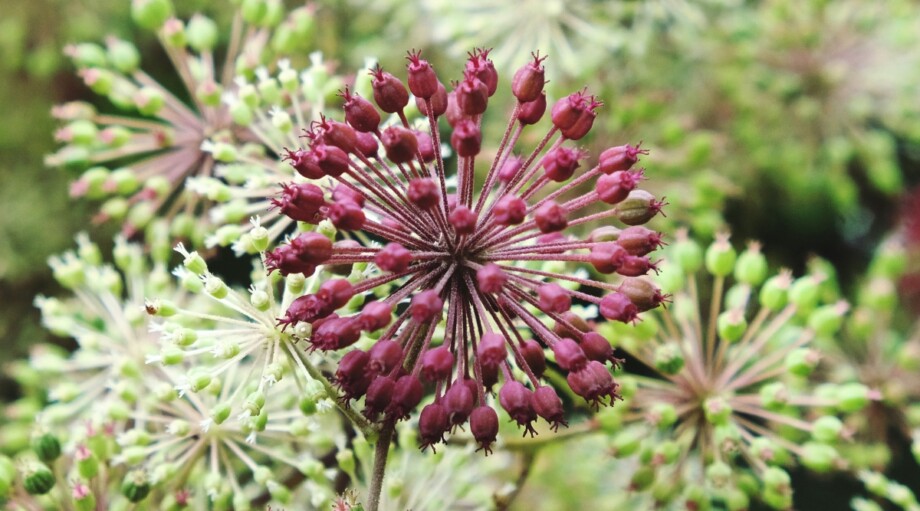 31 Garden Perennials With Colorful Foliage