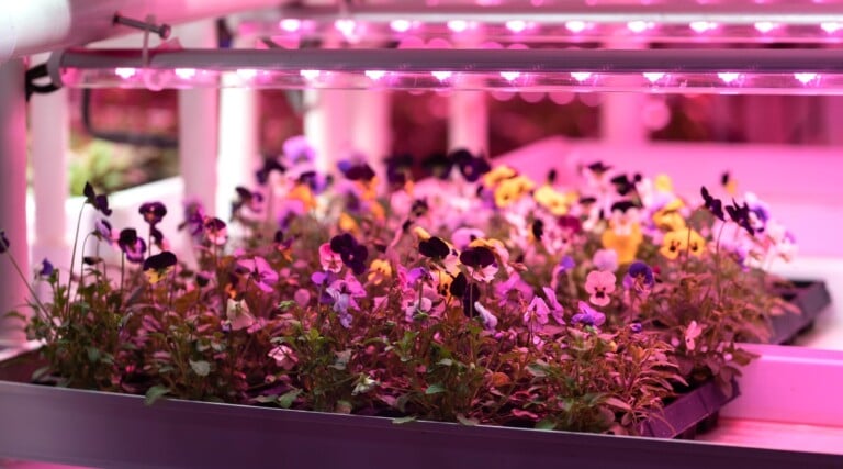 Using Grow Lights: 9 Expert Tips