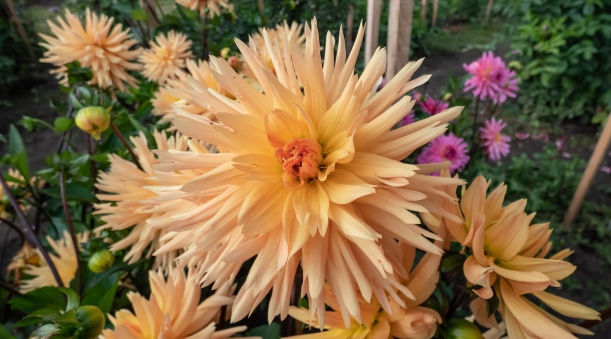 Grow These 21 Gorgeous Cut Flowers With Us This Spring!