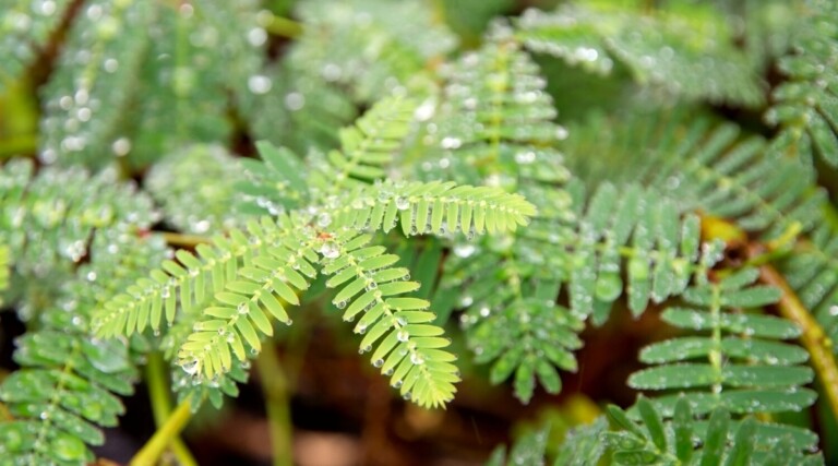 How to Plant, Grow, and Care for Sensitive Plants (Mimosa Pudica)