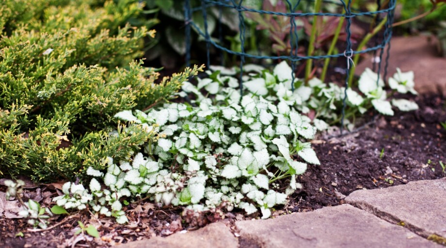 18 Beautiful Design Ideas for Small Gardens