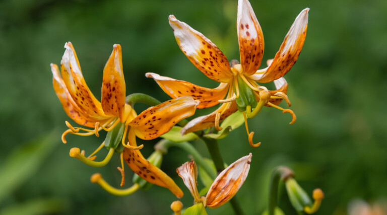13 Beautiful Wildflowers That Grow From Bulbs