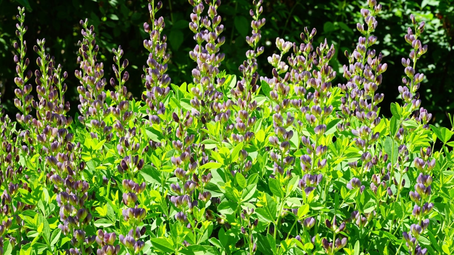 15 Beautiful Varieties of Baptisia for Your Garden