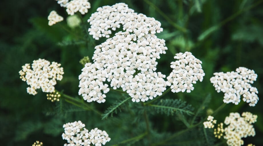 15 Beautiful Yarrow Varieties for Your Garden
