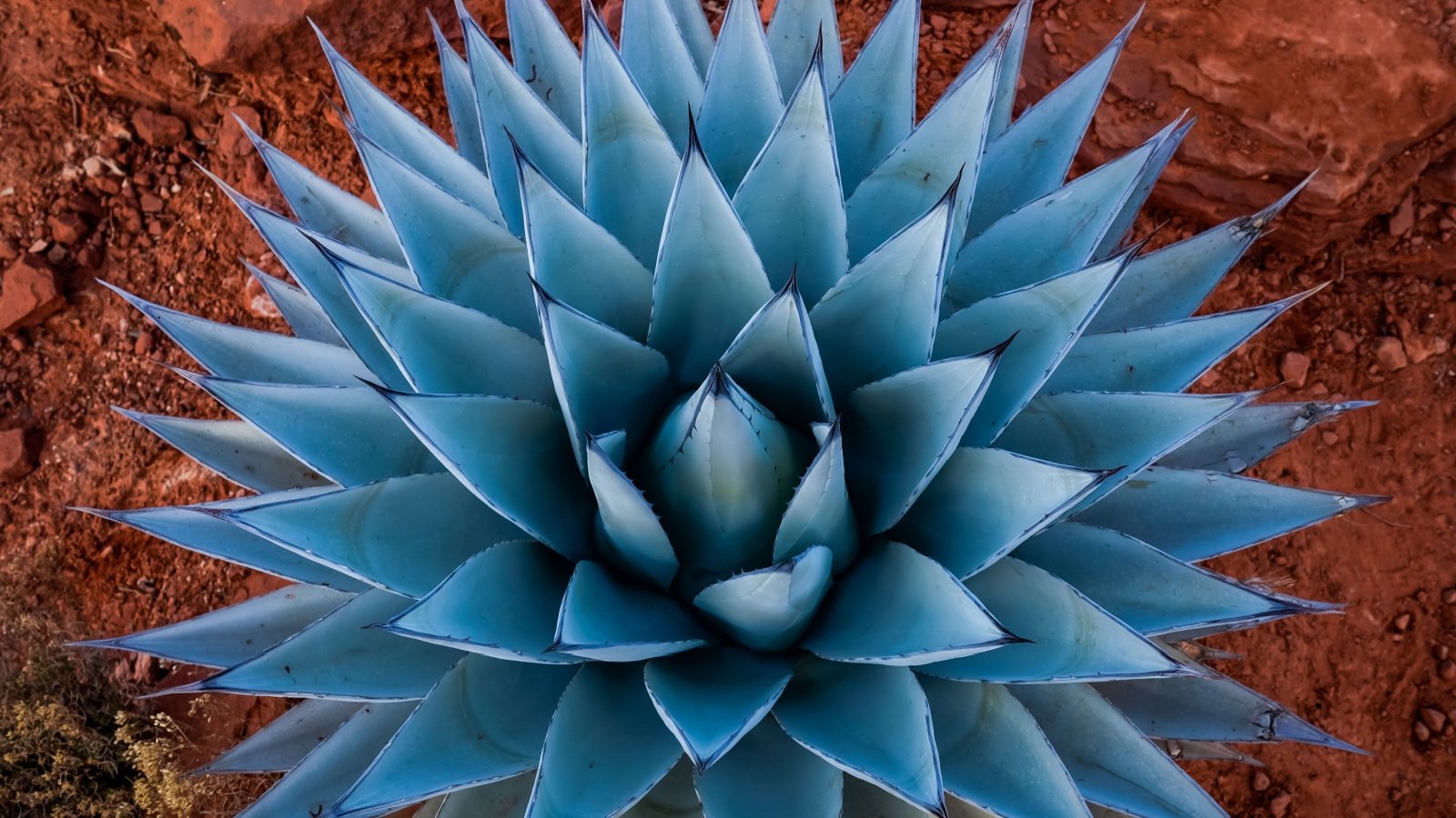 How to Plant, Grow, and Care for Agave Plants