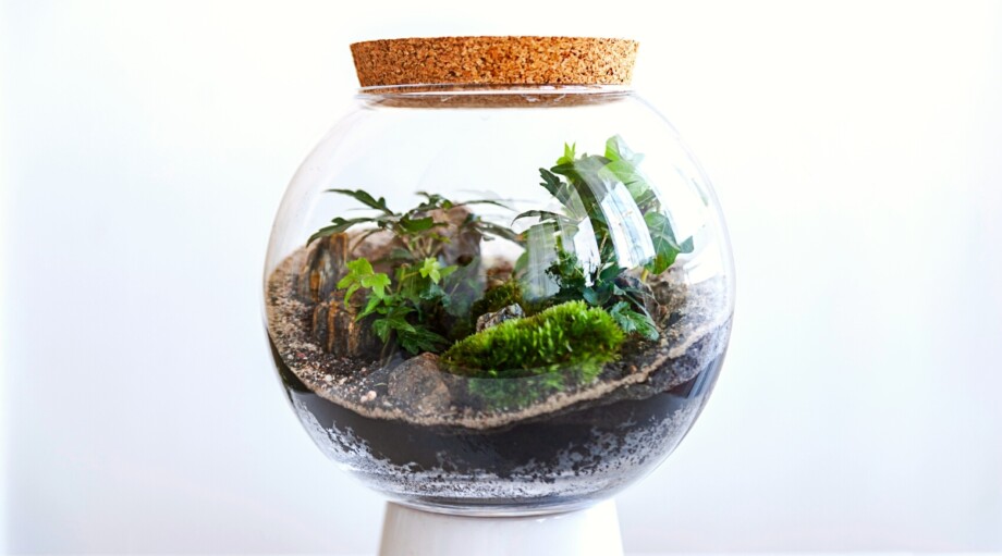 15 Unique Terrarium Design Ideas You Should Try