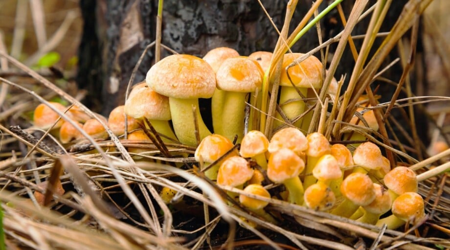 Honey Fungus: Identification and Management