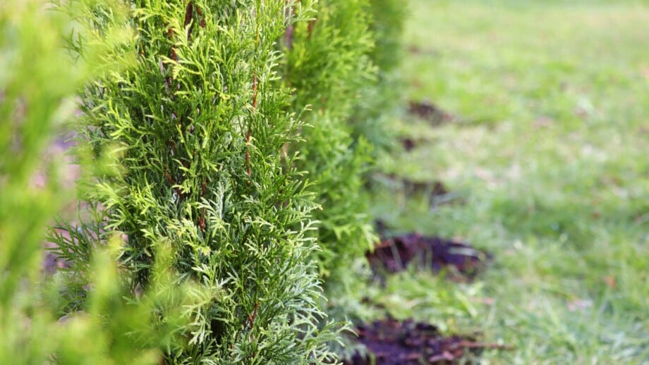 When and How to Fertilize Arborvitae