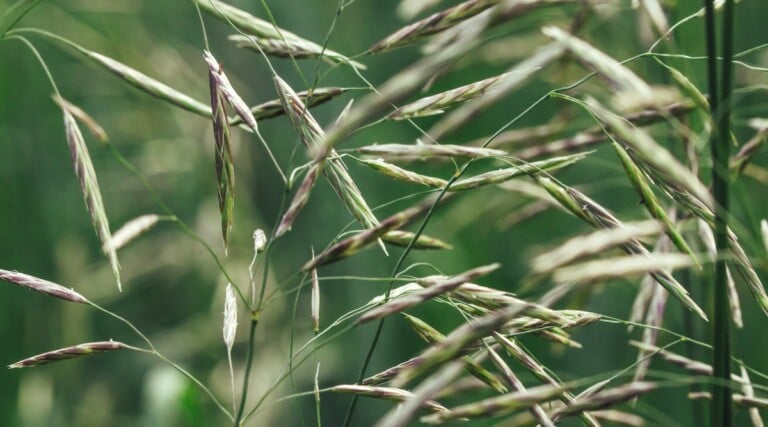 Avoid Planting These 11 Invasive Ornamental Grasses