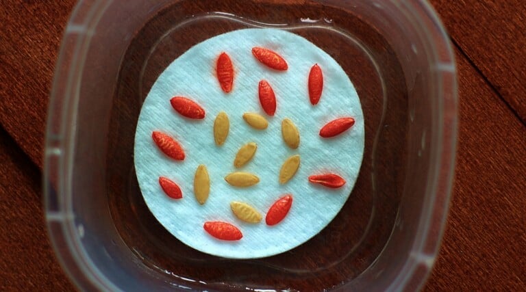 13 Seeds You Should Soak Before Planting