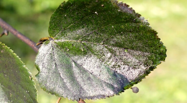 How to Identify, Prevent, and Treat Sooty Mold in the Garden
