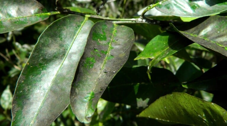 How to Identify, Prevent, and Treat Sooty Mold in the Garden