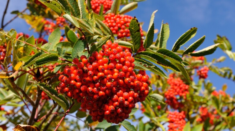 How to Plant, Grow, and Care for American Mountain Ash Trees