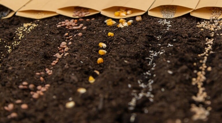 15 Best Tips for Seed-Sowing Success This Season