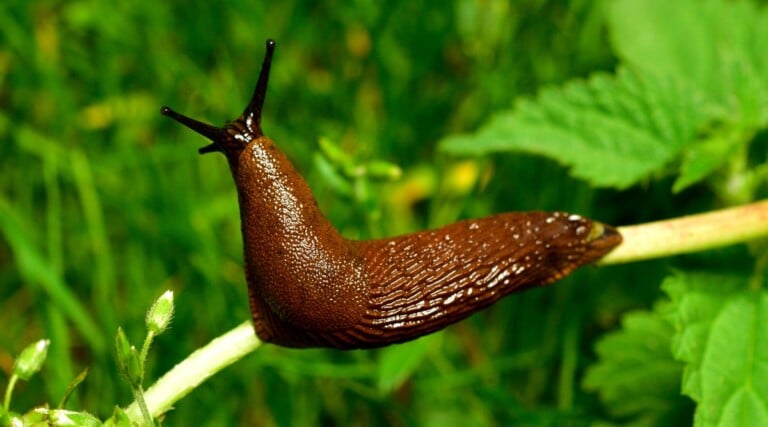 Snails and Slugs: What's The Difference?
