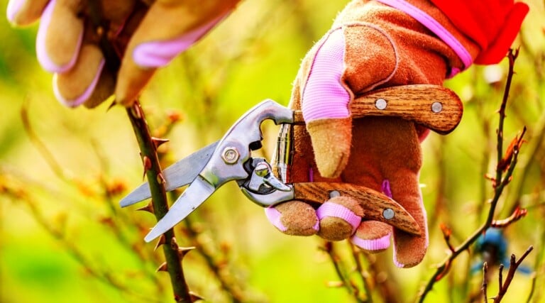How to Plant, Grow, and Care for New Dawn Roses