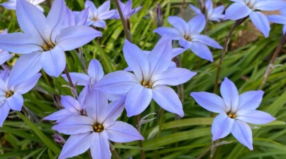 23 Spring Ephemeral Plants for Your Garden