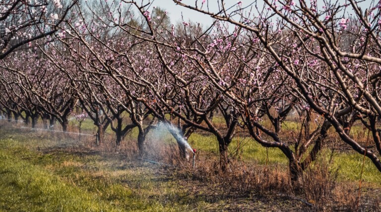 How to Grow an Apricot Tree from Seed