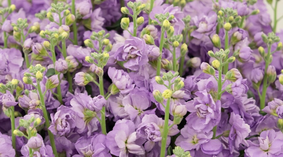 How to Plant, Grow, and Care for Stock Flowers