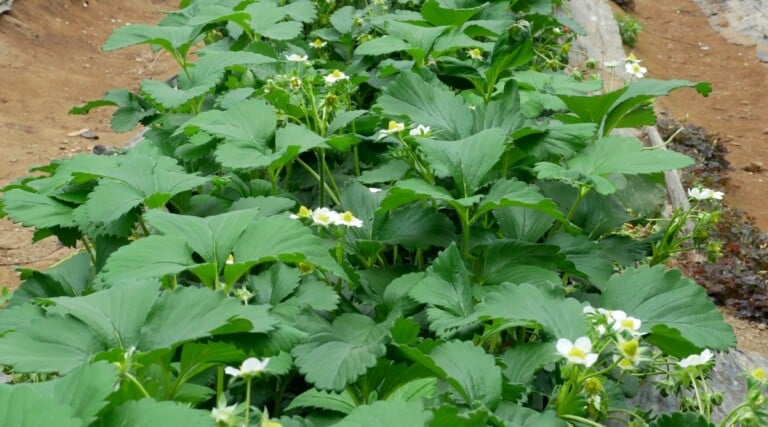 How to Plant, Grow, and Care for Pineberries