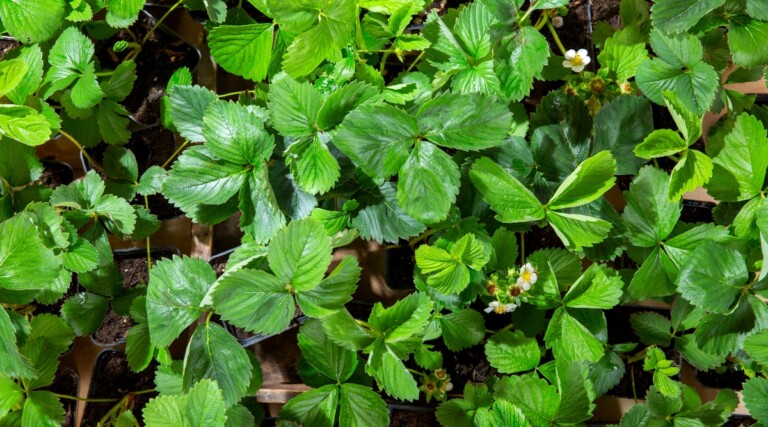 How to Plant, Grow, and Care for Pineberries