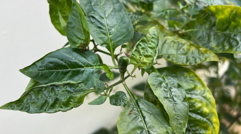 How and Why to Fertilize Your Flower Garden