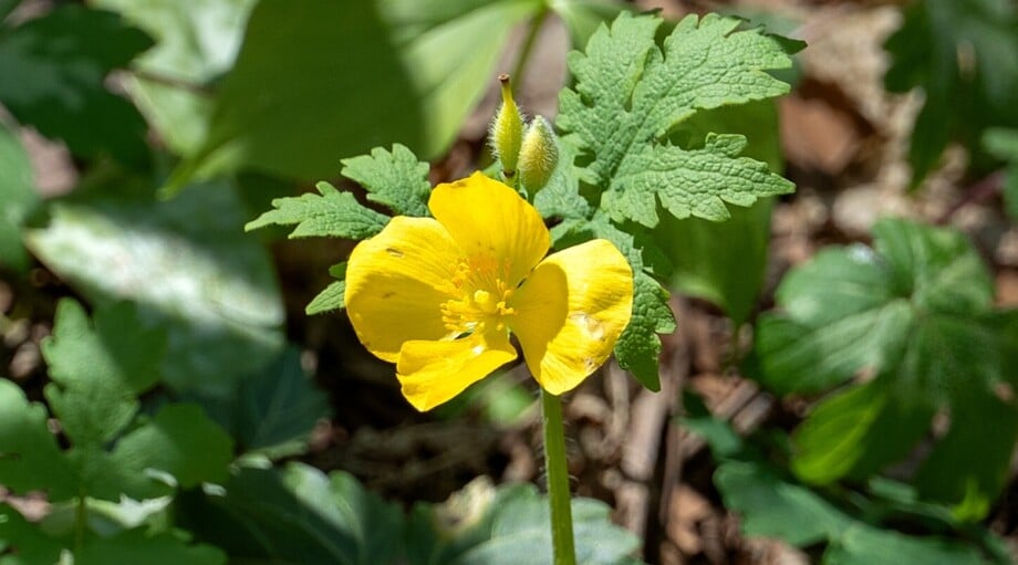 How to Plant, Grow, and Care for Celandine Poppies
