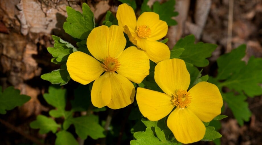 How to Plant, Grow, and Care for Celandine Poppies