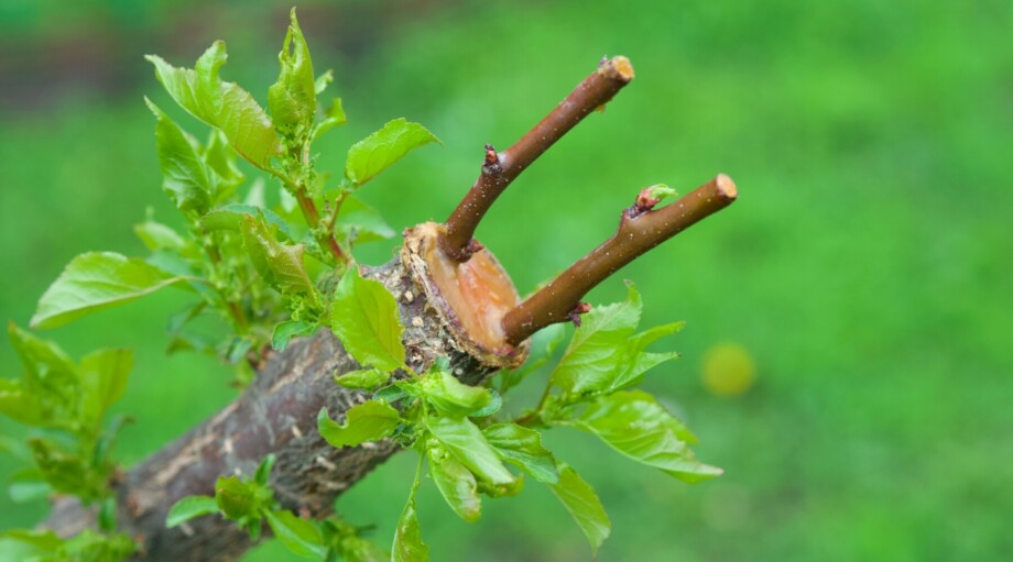 A Guide to Propagating Plants Using Stem Cuttings