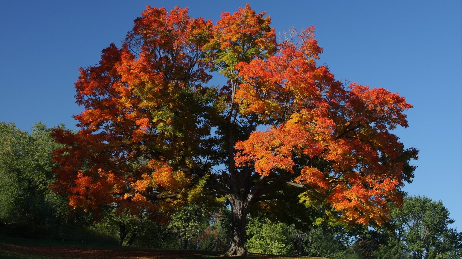 11 Trees That Boost Property Value