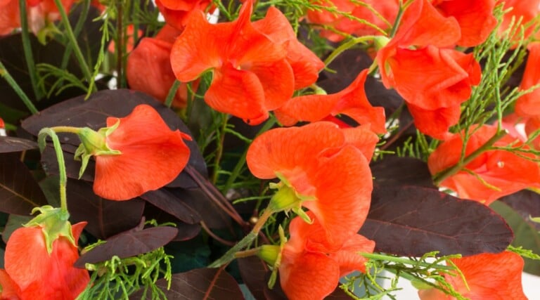 29 Sweet Pea Flower Vines for Your Garden