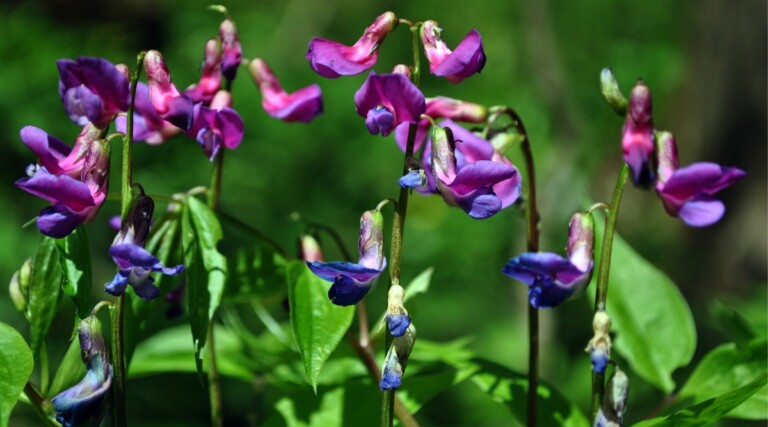 29 Sweet Pea Flower Vines for Your Garden
