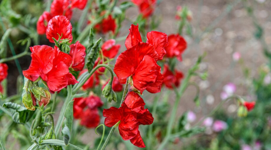 29 Sweet Pea Flower Vines for Your Garden